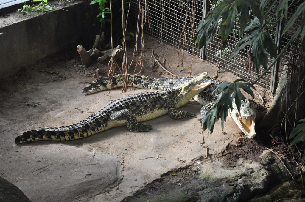 Top 5 Zoos in Denmark (Funen and Jutland) - My New Danish Life